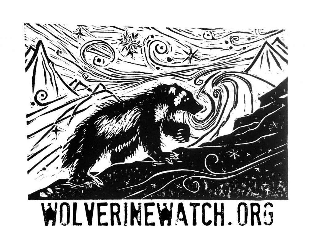 Report Sightings of Wolverines and their Signs - Stewardship Solutions