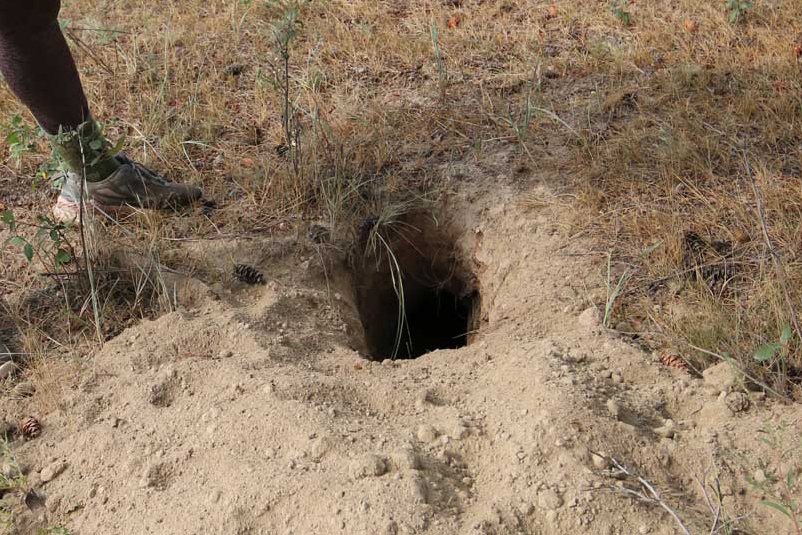 Report Sightings of American Badger and Their Burrows - Stewardship ...