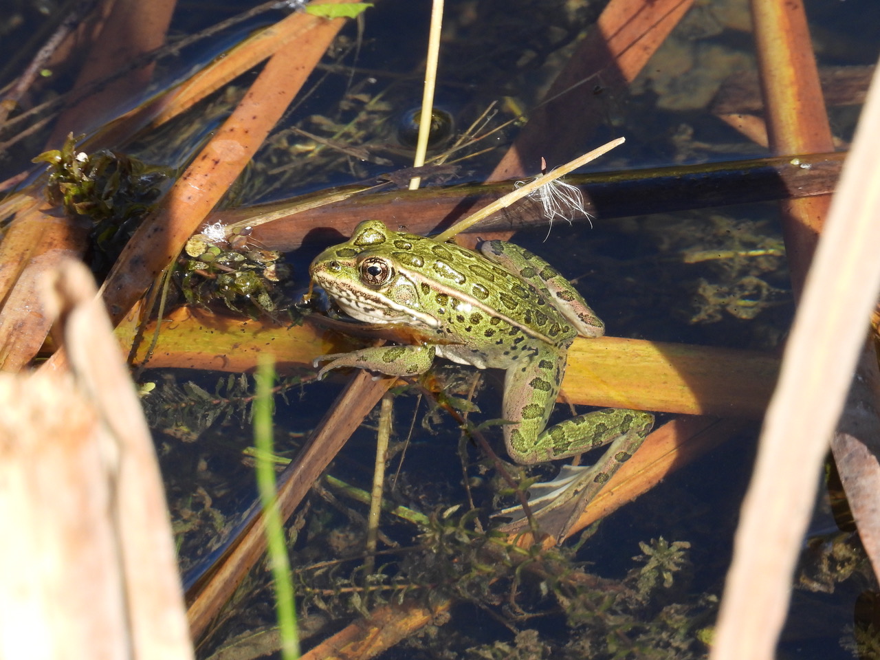 Northern Leopard Frog - Kootenay Conservation Program