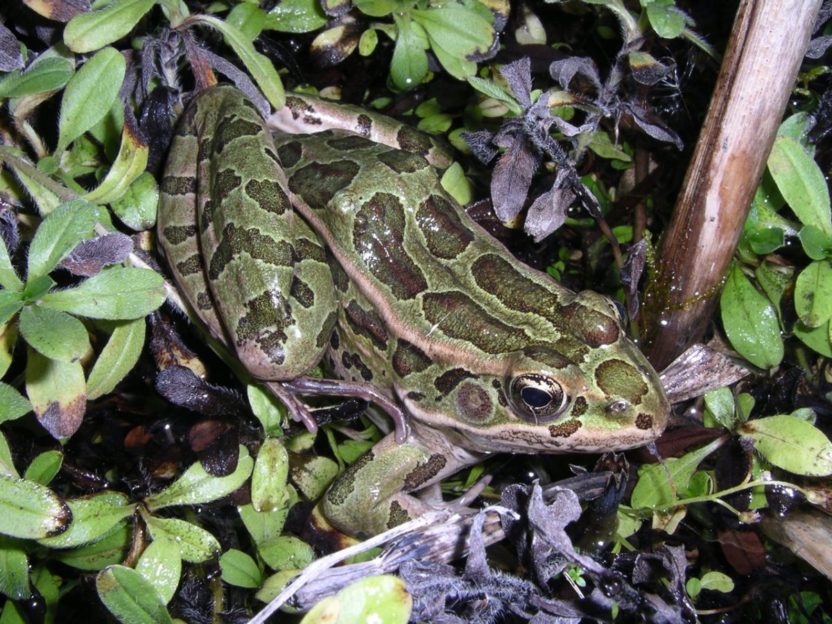 Northern Leopard Frog - Kootenay Conservation Program