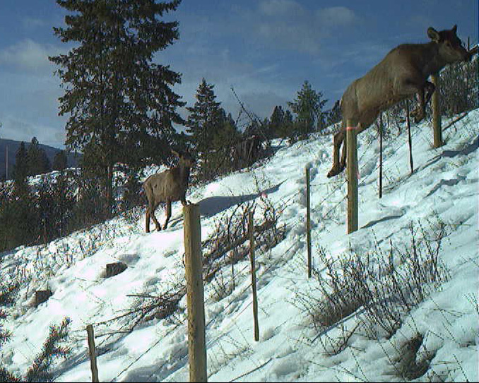 Wildlife-Friendly Fencing Helps Humans Coexist with Nature - Kootenay ...