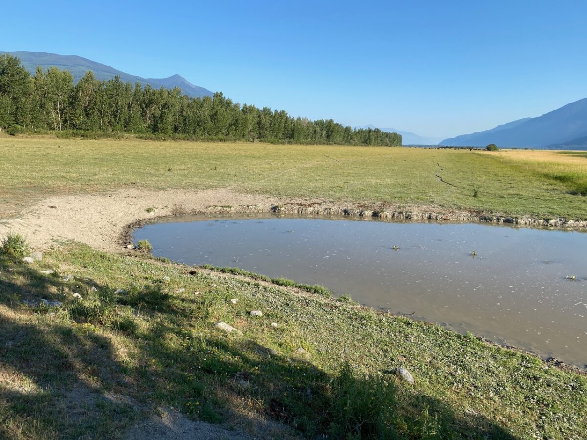 Wildlife-Friendly Fencing Helps Humans Coexist with Nature - Kootenay ...